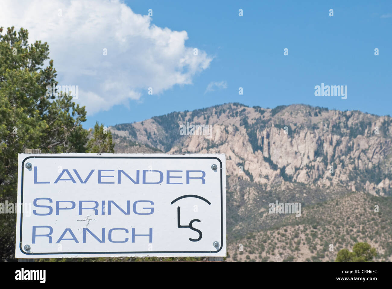 Lavender Spring Ranch is famous for it's raspberries and lavender Stock ...