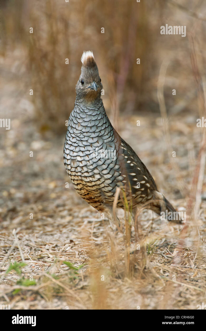 Male Scaled Quail coming out of desert scrub to feed Stock Photo - Alamy