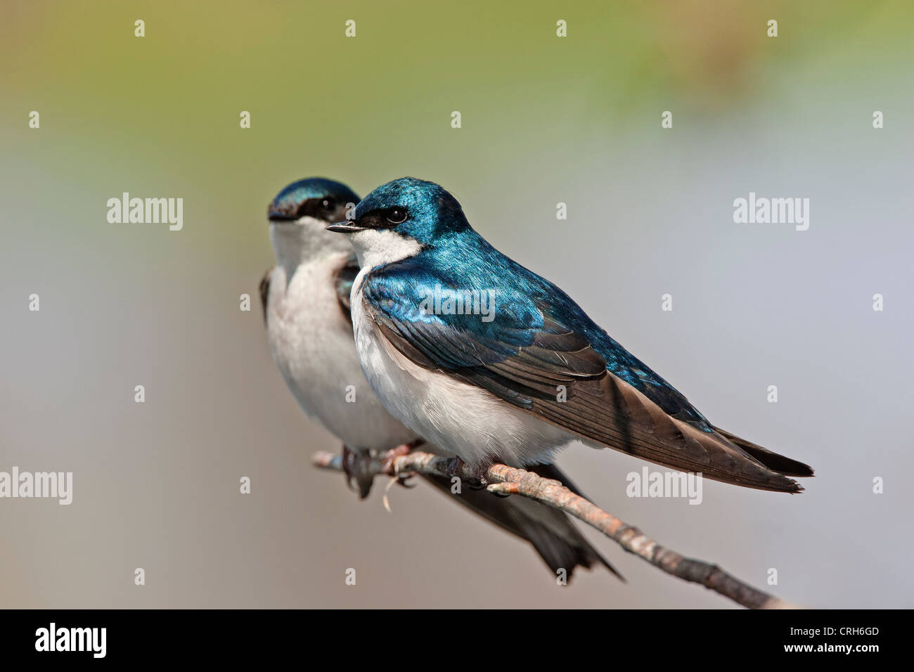 Swallows sitting hi-res stock photography and images - Alamy