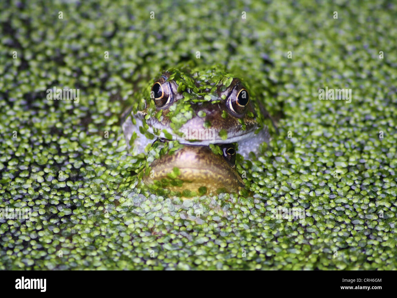 Common duckweed hi-res stock photography and images - Alamy