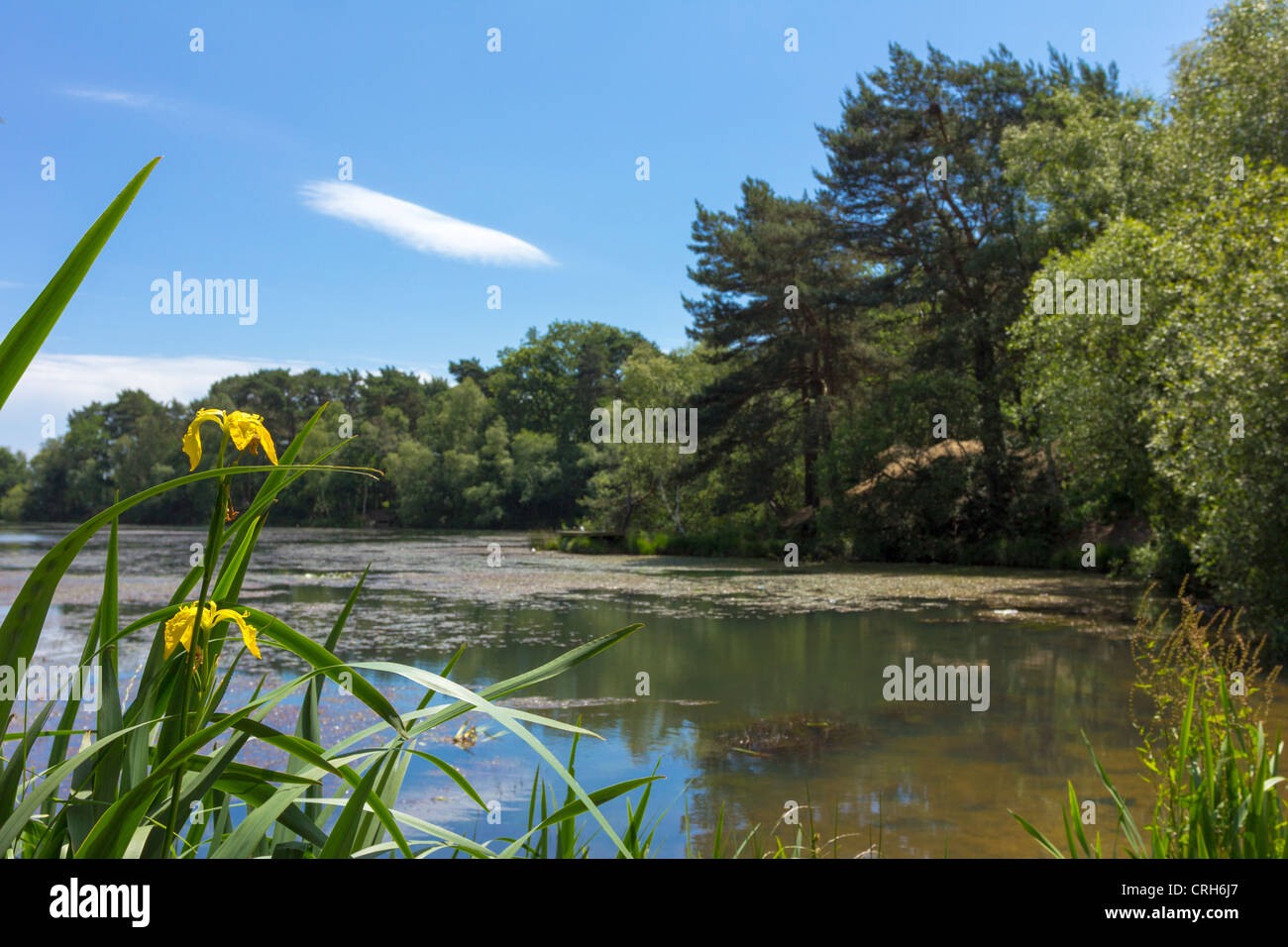 Creekmoor ponds hi-res stock photography and images - Alamy