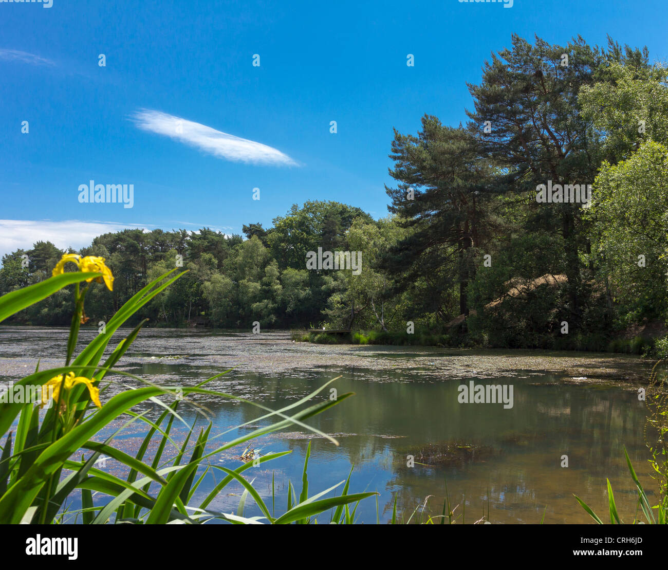 Creekmoor ponds hi-res stock photography and images - Alamy