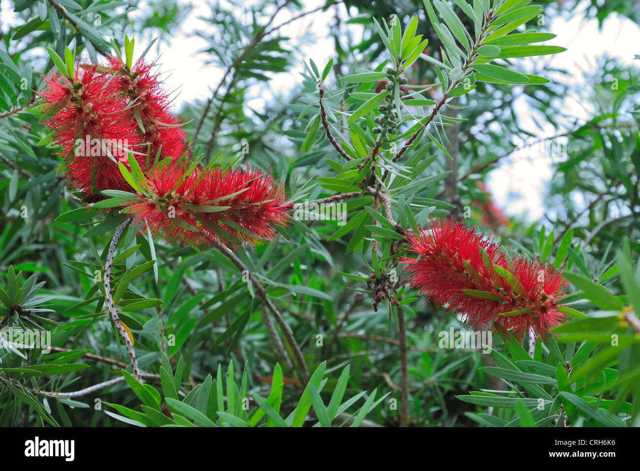 Bottlebrush Plant (Callistemon Stock Photo - Alamy