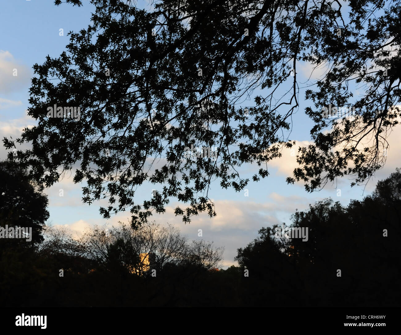 Blue sky white clouds autumn evening view dark leaves, overhanging ...