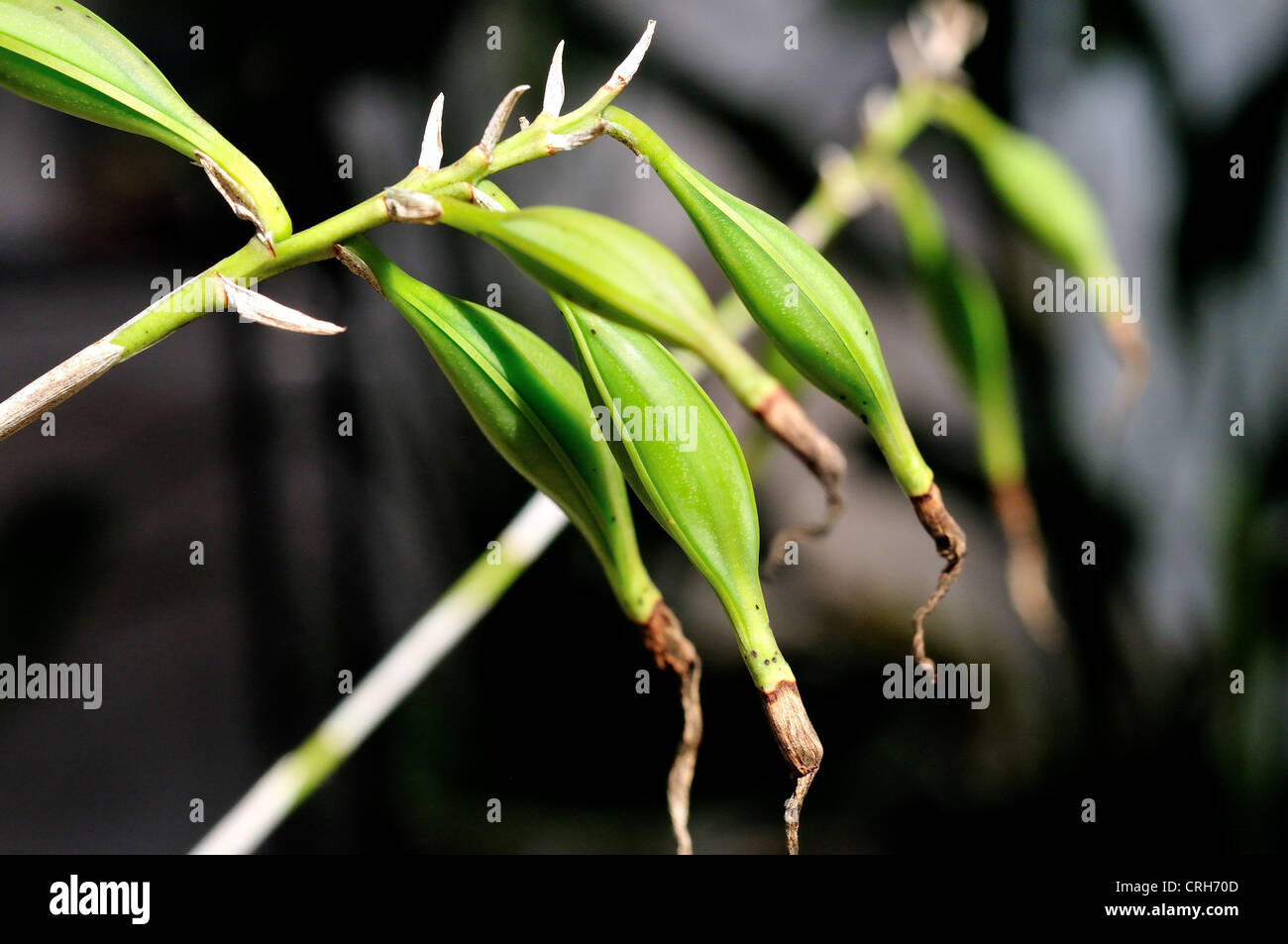 Orchid seed hi-res stock photography and images - Alamy