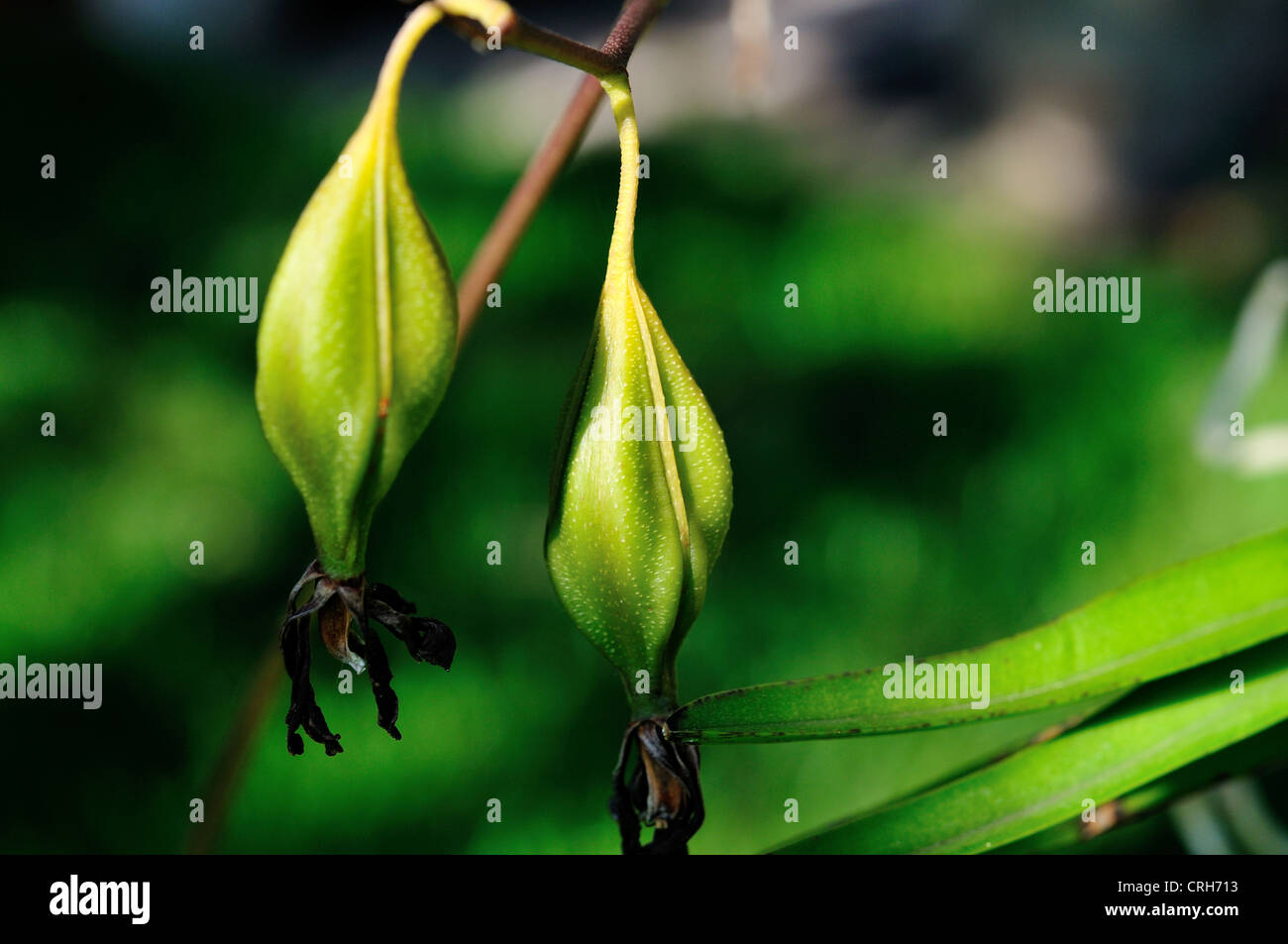 Orchid and seed hi-res stock photography and images - Alamy