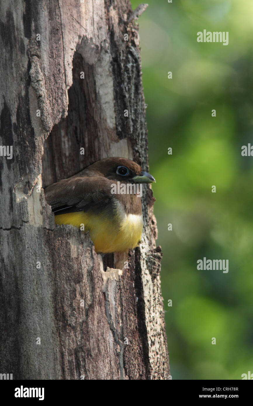 Female Black-throated Trogon (Trogon rufus) at nest entrance ...