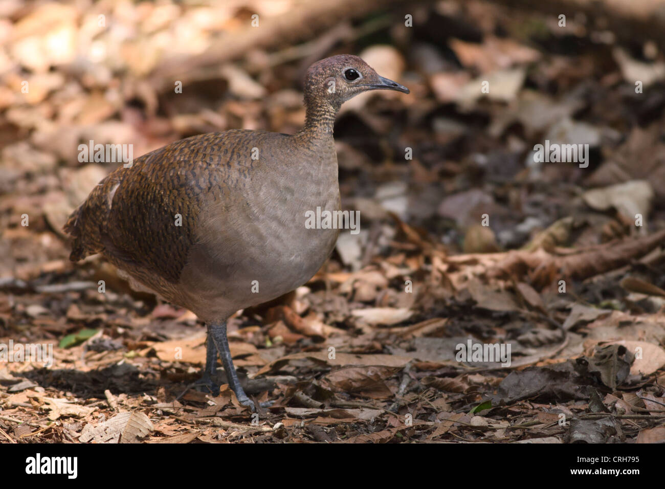 Great Tinamou (Tinamus major) in rainforest. Corcovado National Park ...