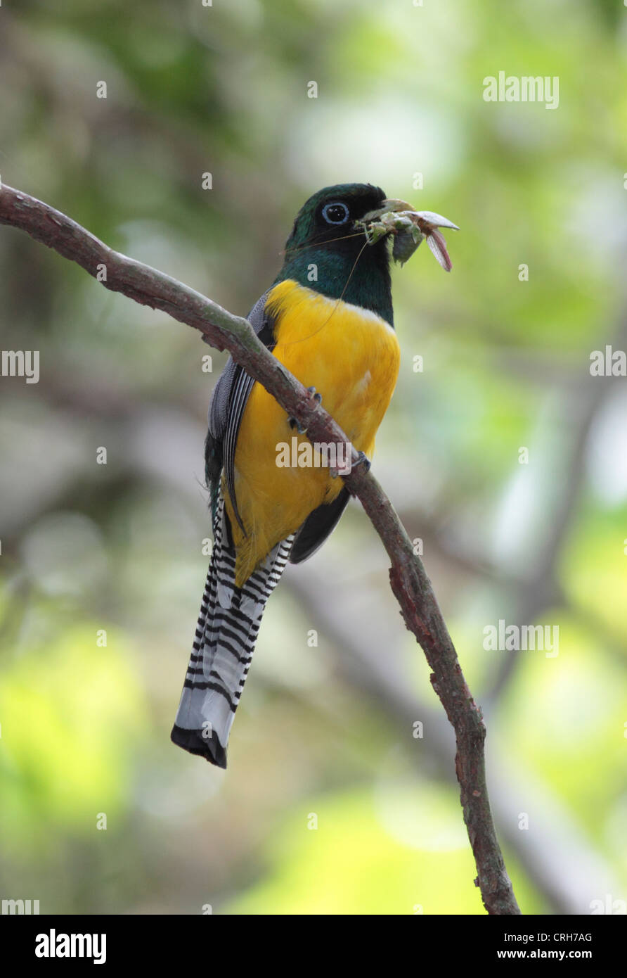 Male Black-throated Trogon (Trogon rufus) with katydid in bill ...