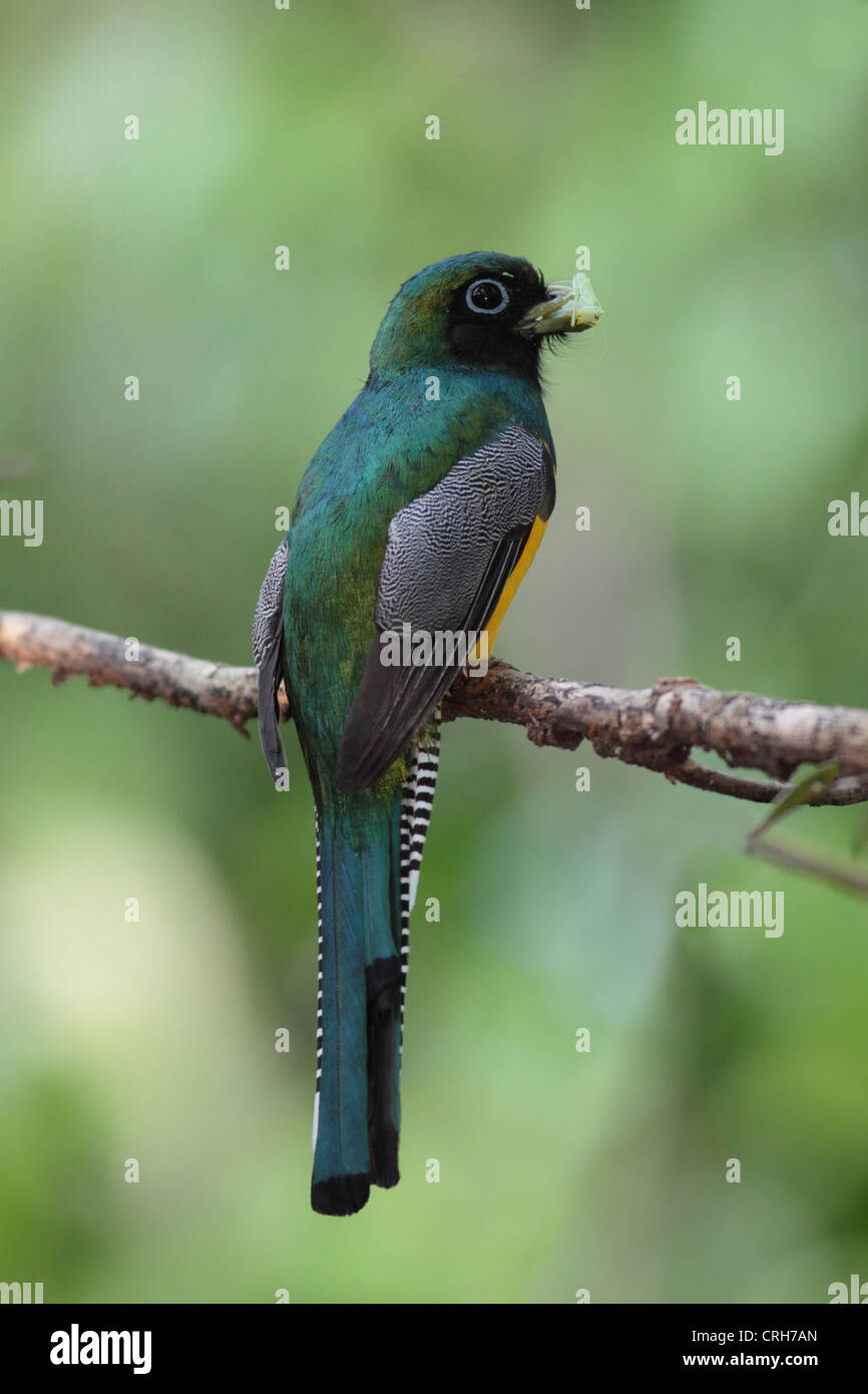 Male Black-throated Trogon (Trogon rufus) with katydid in bill ...