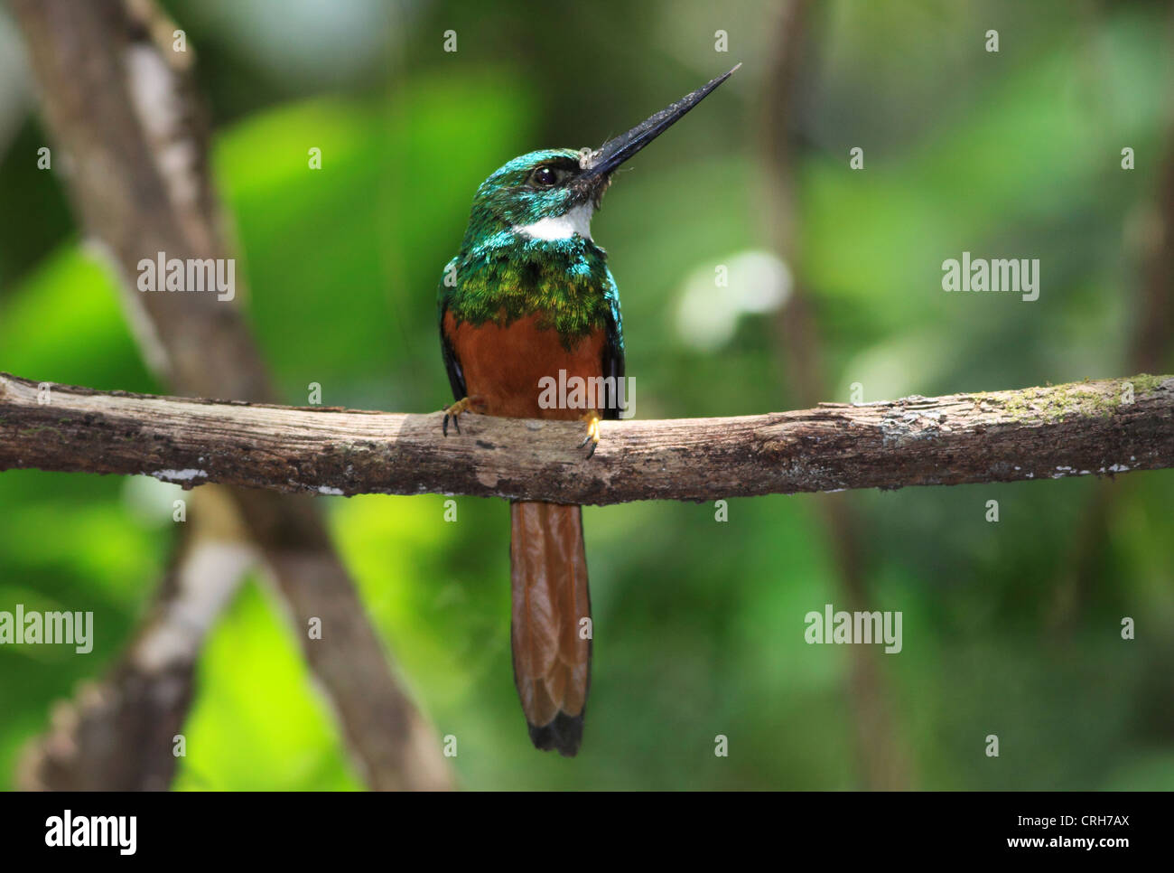 Rufous-tailed Jacamar (Galbula ruficauda) in rainforest. Corcovado ...