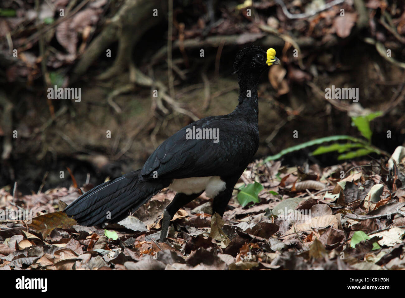 Male Great Curassow (Crax rubra) in rainforest. Corcovado National Park ...