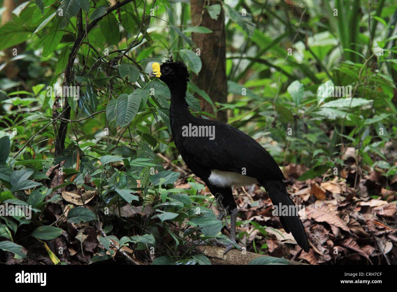 Male Great Curassow (Crax rubra) in rainforest. Corcovado National Park ...