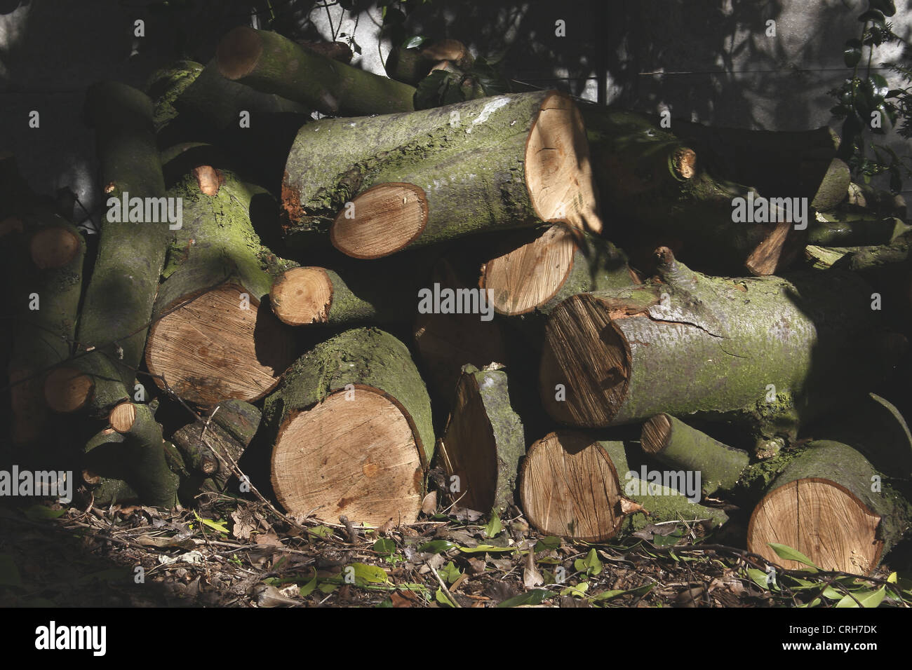 pile of logs in garden West Retford Hotel, North Road, Retford ...