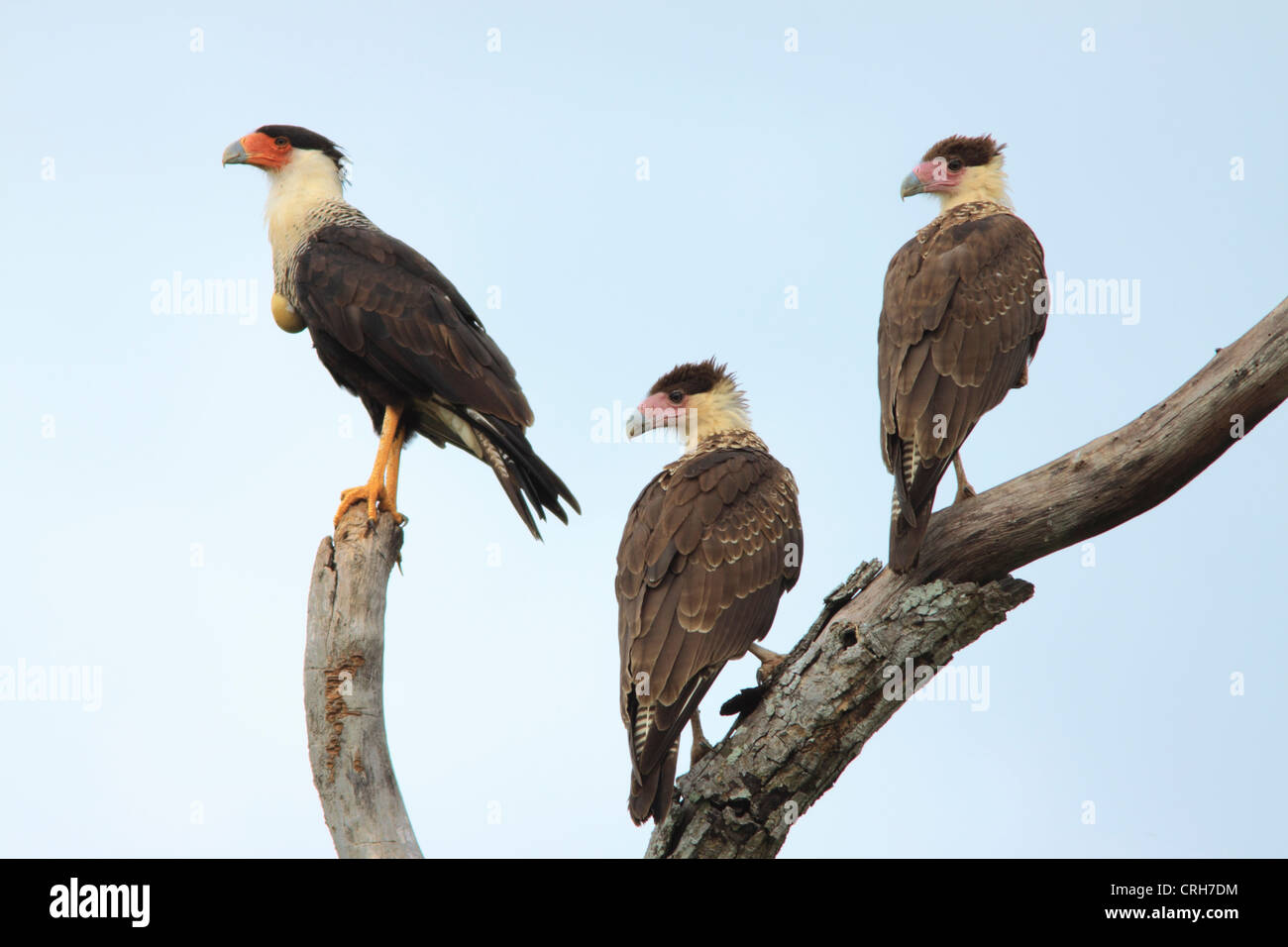 Crested caracaras costa rica hi-res stock photography and images - Alamy