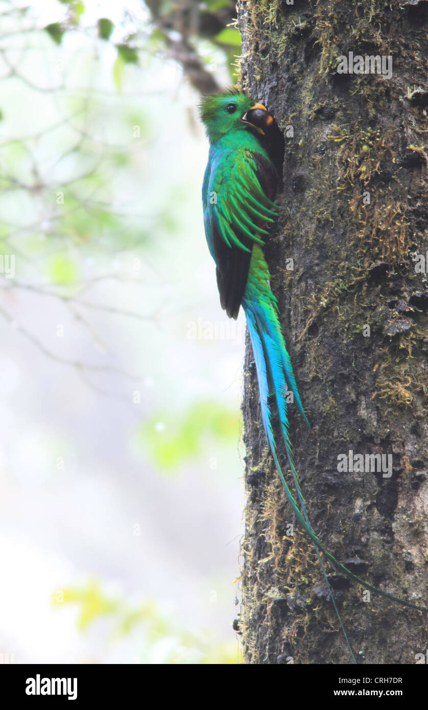 Male Resplendent Quetzal (Pharomachrus mocinno) with wild avocado fruit ...