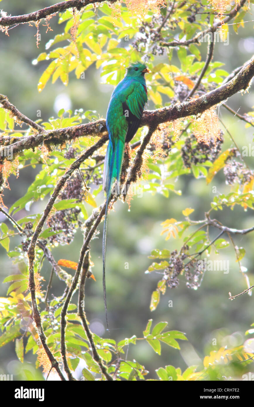 Male Resplendent Quetzal (Pharomachrus mocinno). Cloud forest on Cerro ...