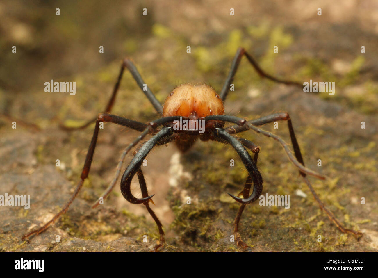Army ant (Eciton sp.) soldier. Rainforest in Rincon de la Vieja ...