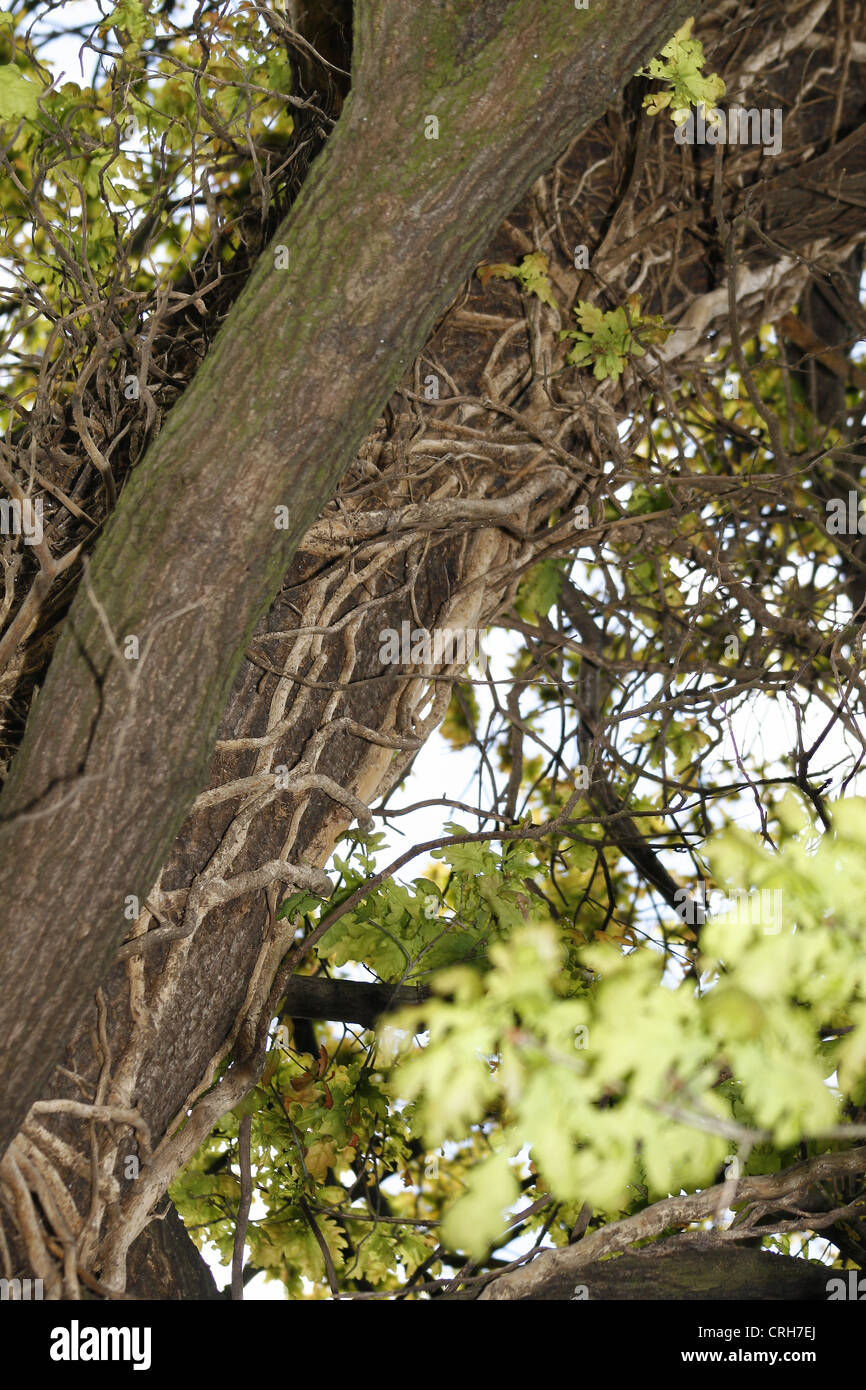 Strangled tree hi-res stock photography and images - Alamy