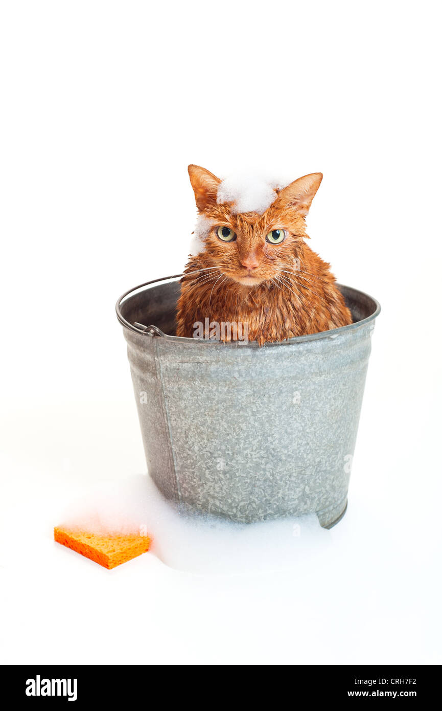Bath time for a wet and unhappy orange Tabby cat sitting inside of a ...