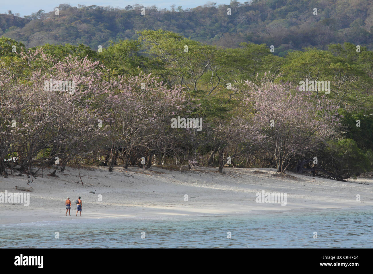 Tourists walking by tropical dry forest at Conchal Beach, Guanacaste ...