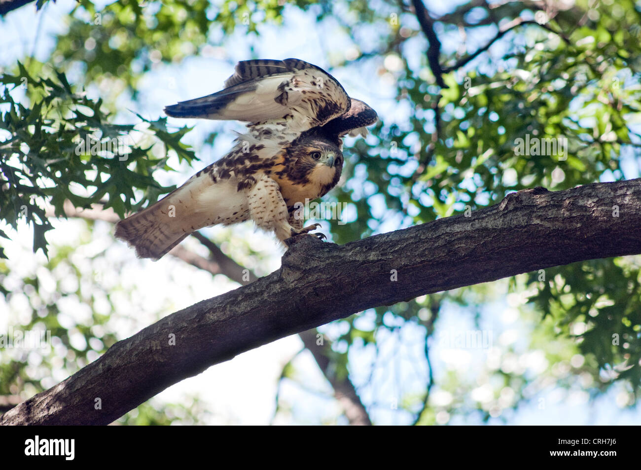 Juvenile red tailed hawks hi-res stock photography and images - Alamy