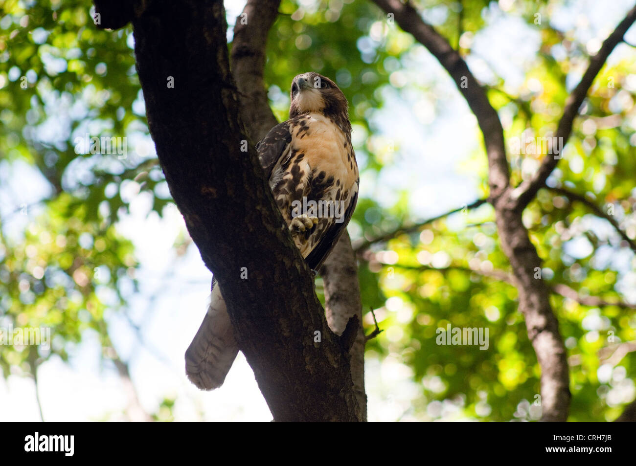 New York, NY - 23 June 2012 A Red Hawk fledgling called "Scout" perched ...