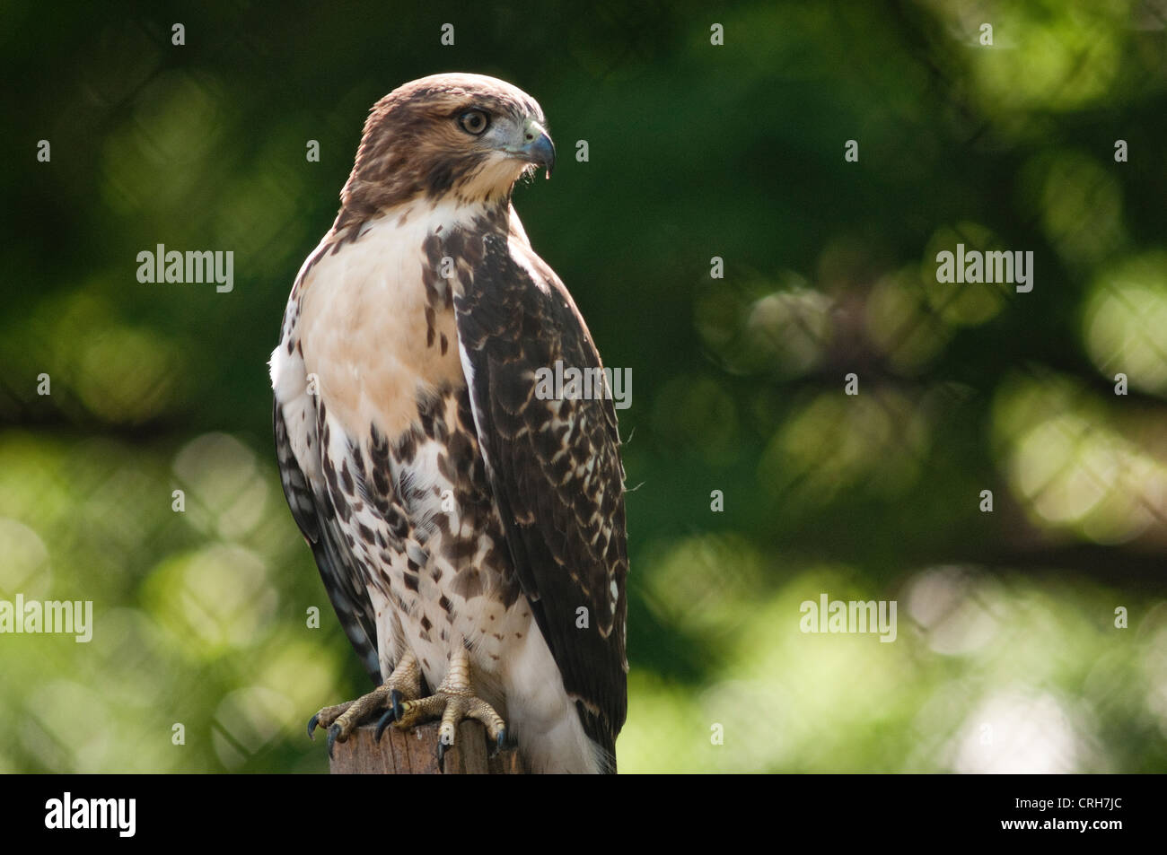 Fledgling Red Tailed Hawk