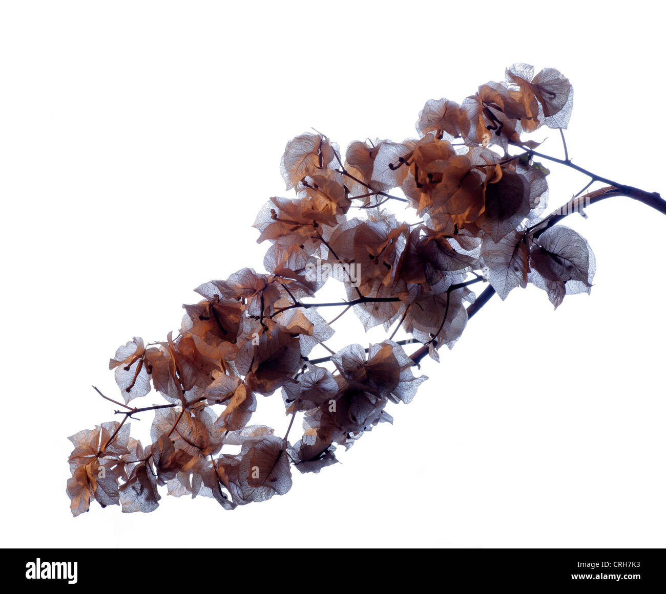Dried flower stalk Cut Out Stock Images & Pictures - Alamy