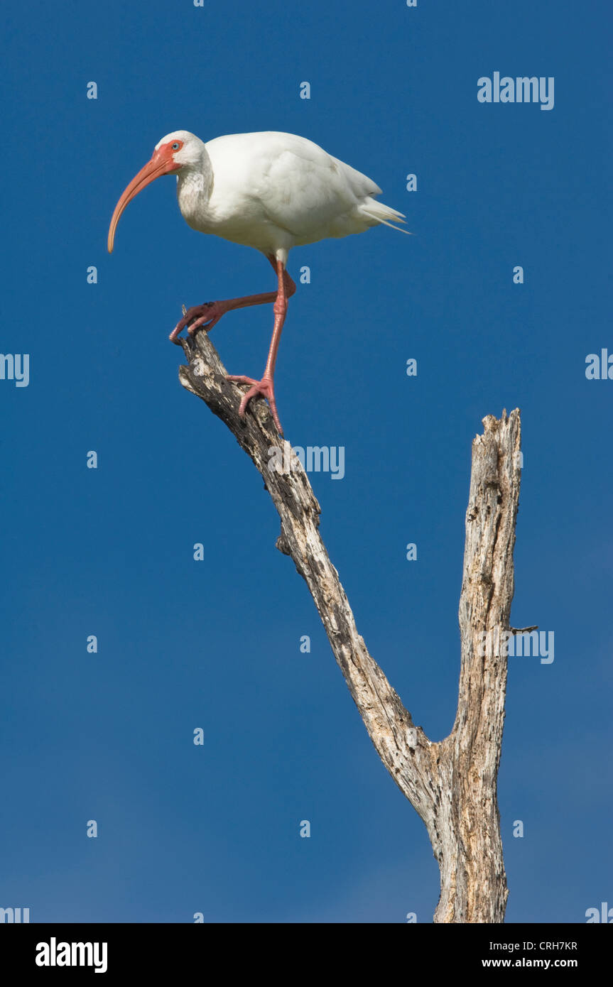 Ibis legs hi-res stock photography and images - Alamy