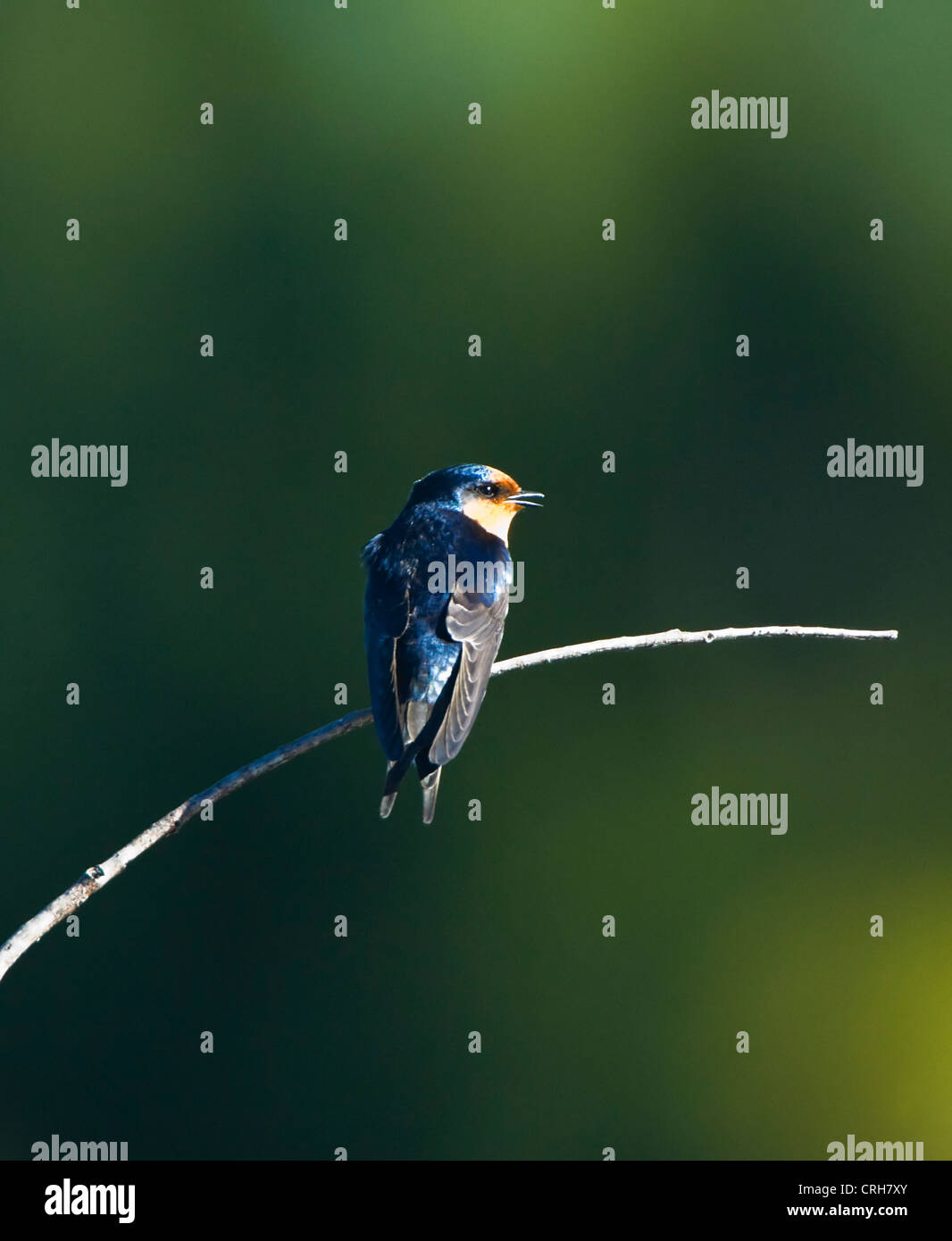Welcome swallows hi-res stock photography and images - Alamy