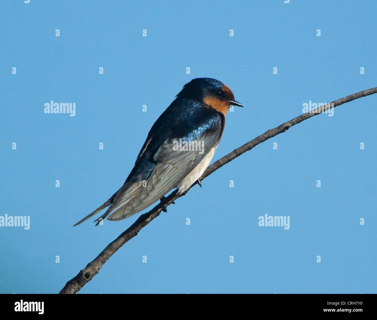 Welcome Swallow (Hirundo neoxena Stock Photo - Alamy