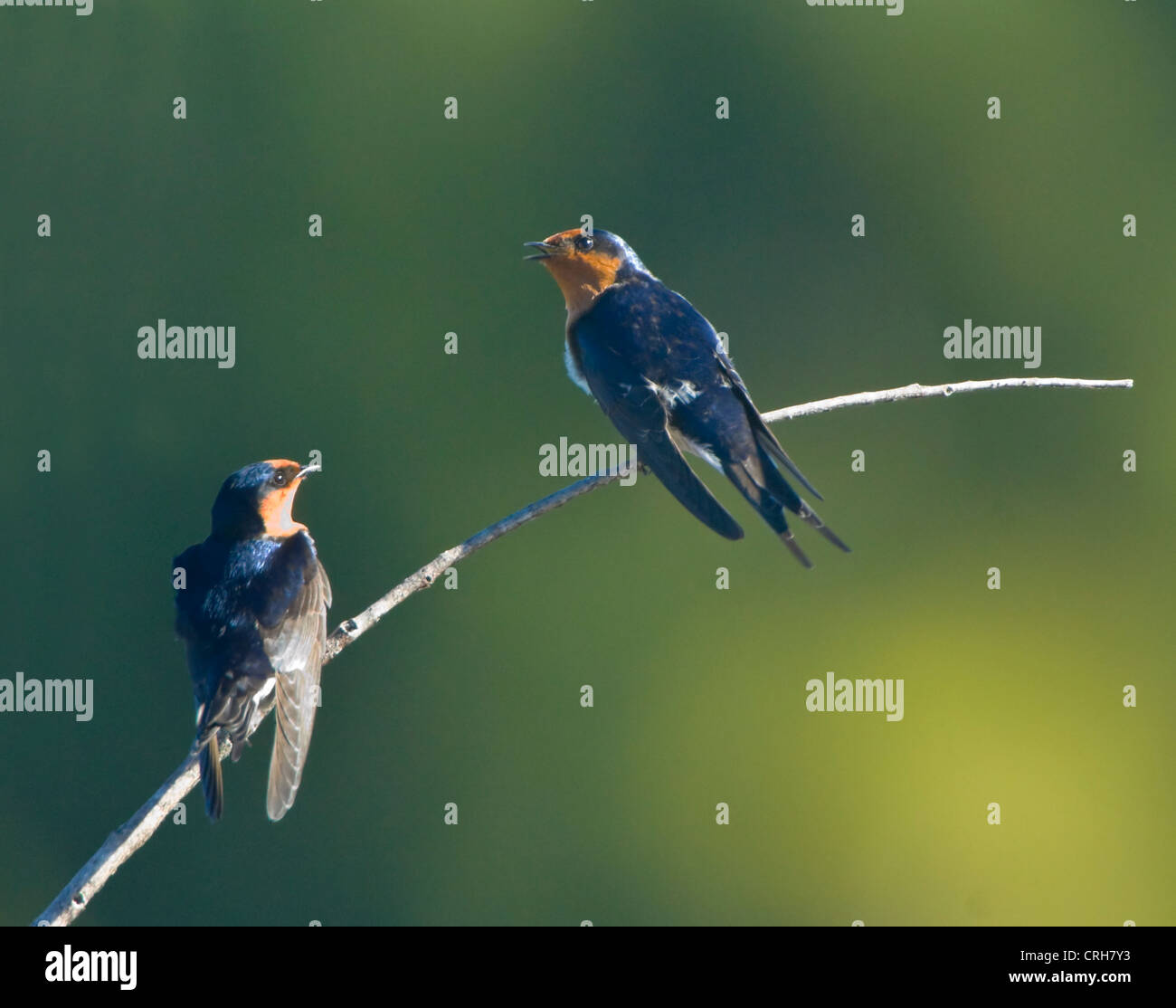 Welcome Swallows (Hirundo neoxena Stock Photo - Alamy