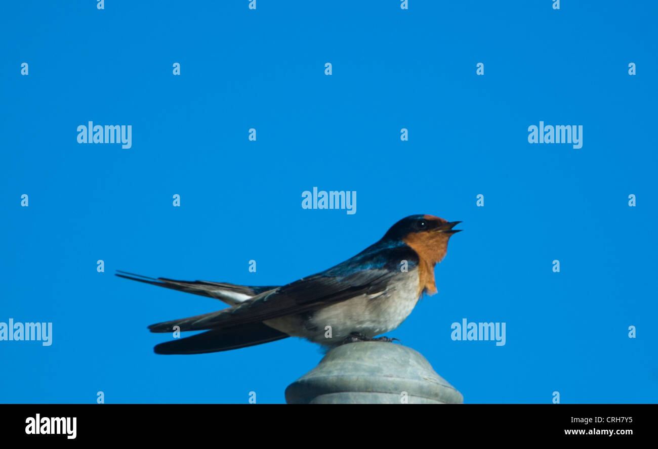 Welcome swallow hi-res stock photography and images - Alamy