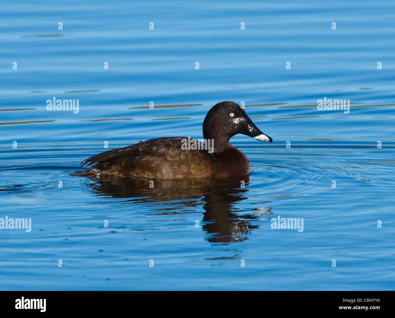 Australian white ducks hi-res stock photography and images - Alamy