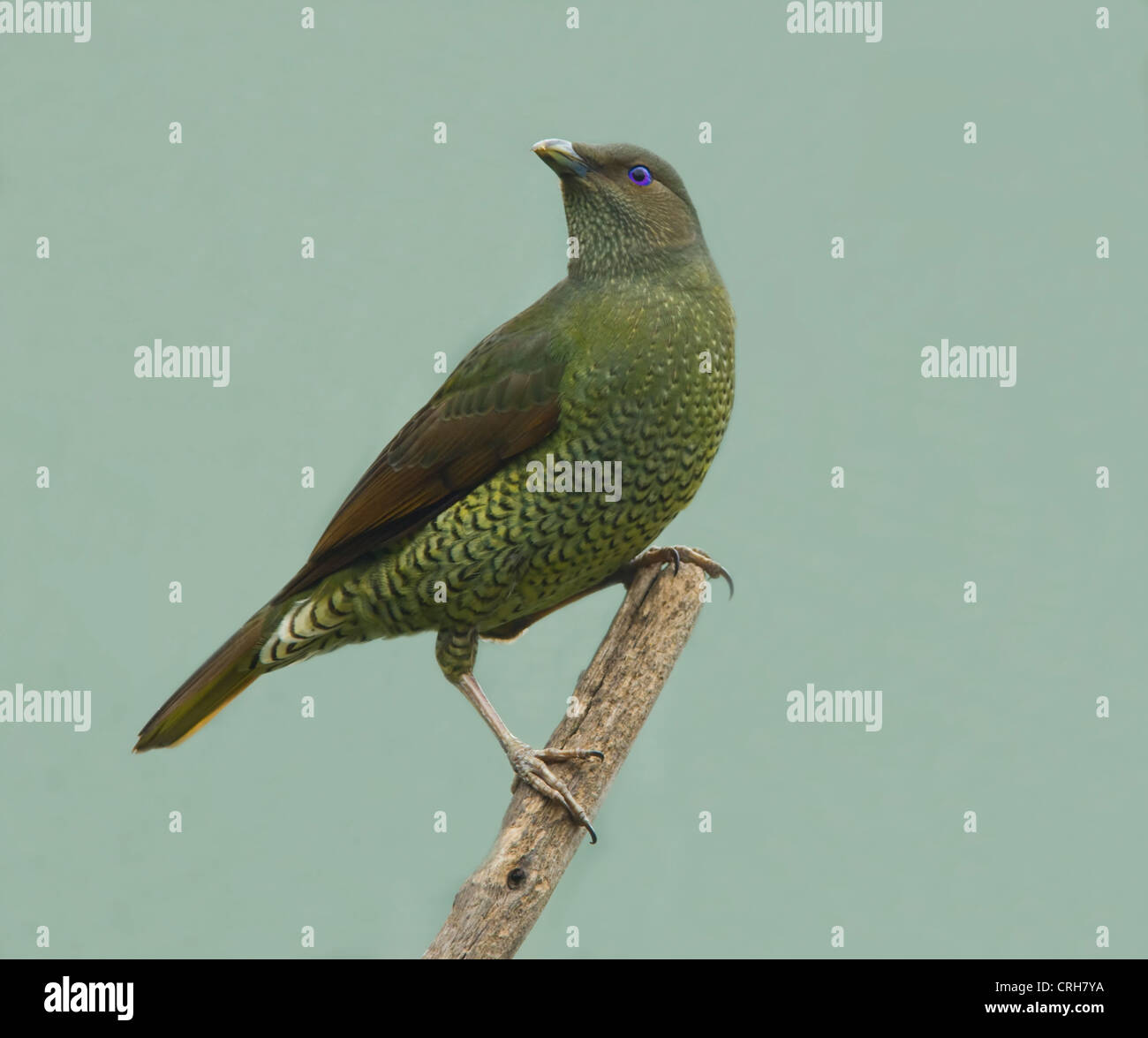 Female Satin Bower Bird (Ptilonorhynchus violaceus) - Captive Stock ...