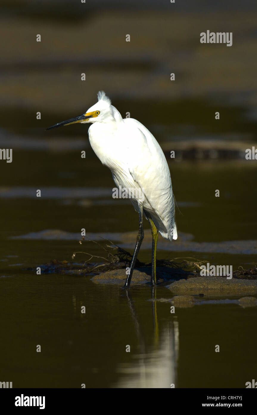 Australian egrets hi-res stock photography and images - Alamy