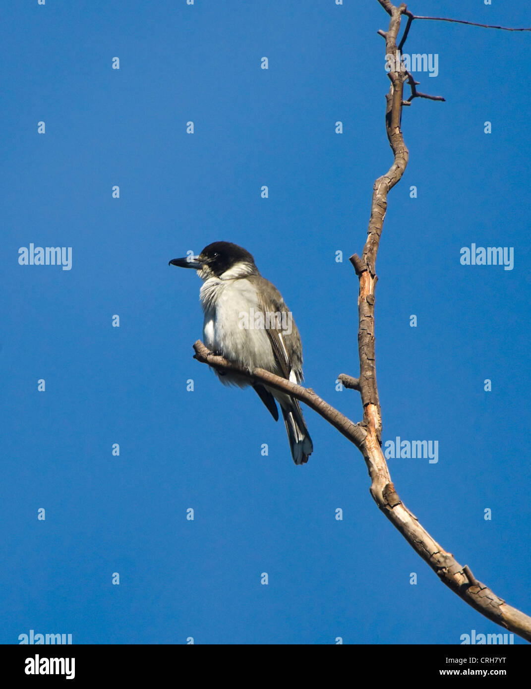 Grey Butcherbird (Cracticus torquatus Stock Photo - Alamy