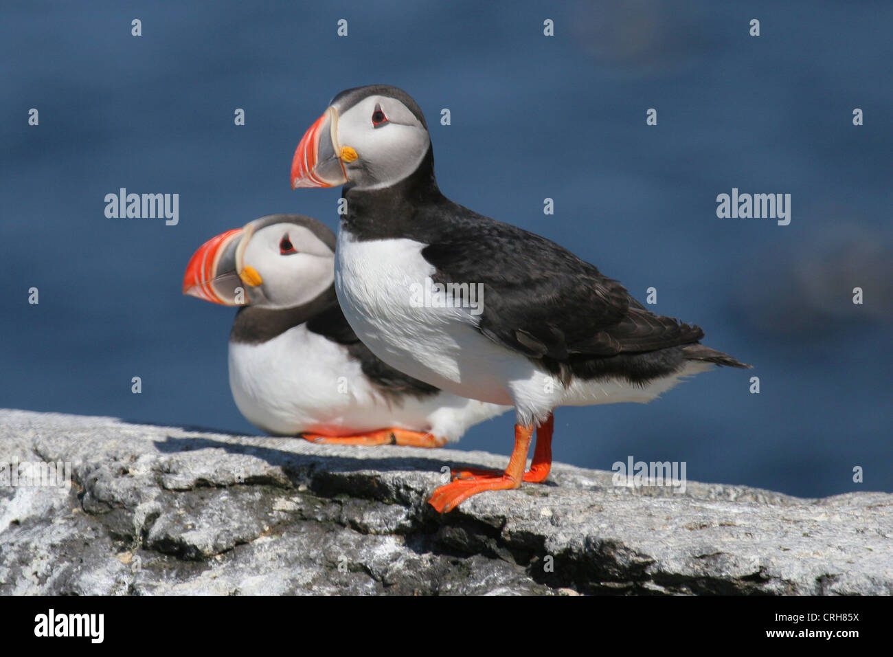 Pair of Atlantic Puffins sit on a rock Stock Photo - Alamy
