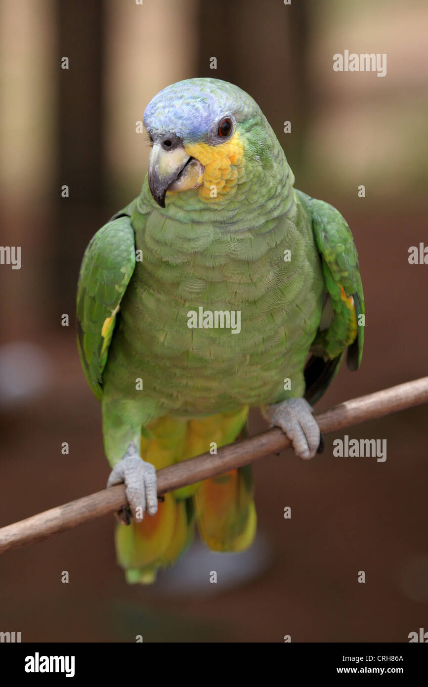 Green parrot sits on a branch, Amazon, Brazil Stock Photo - Alamy