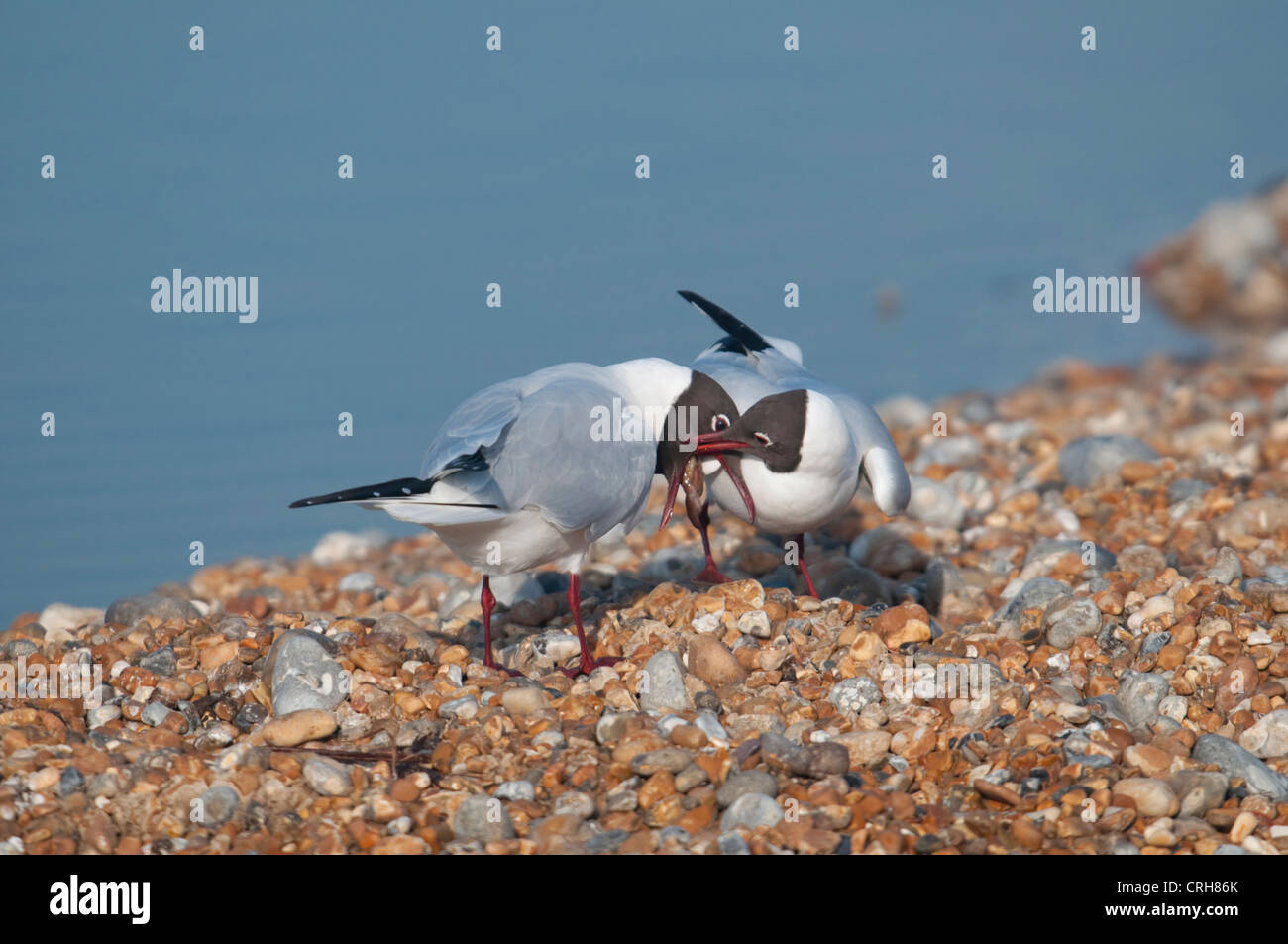 Black Headed Gull pair involved in courtship, male regurgitating food ...