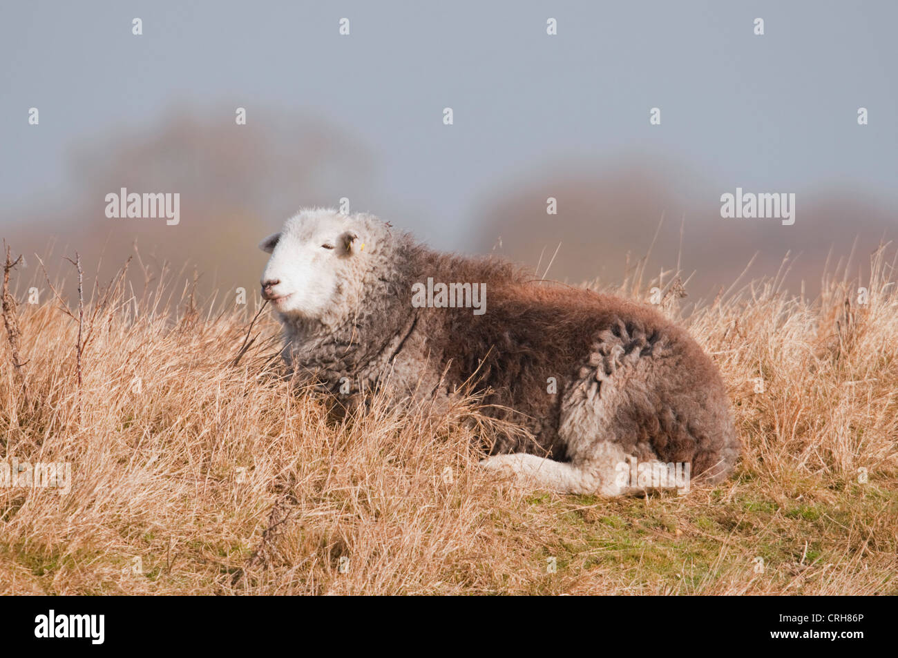 Sheep lying down sheep hi-res stock photography and images - Alamy