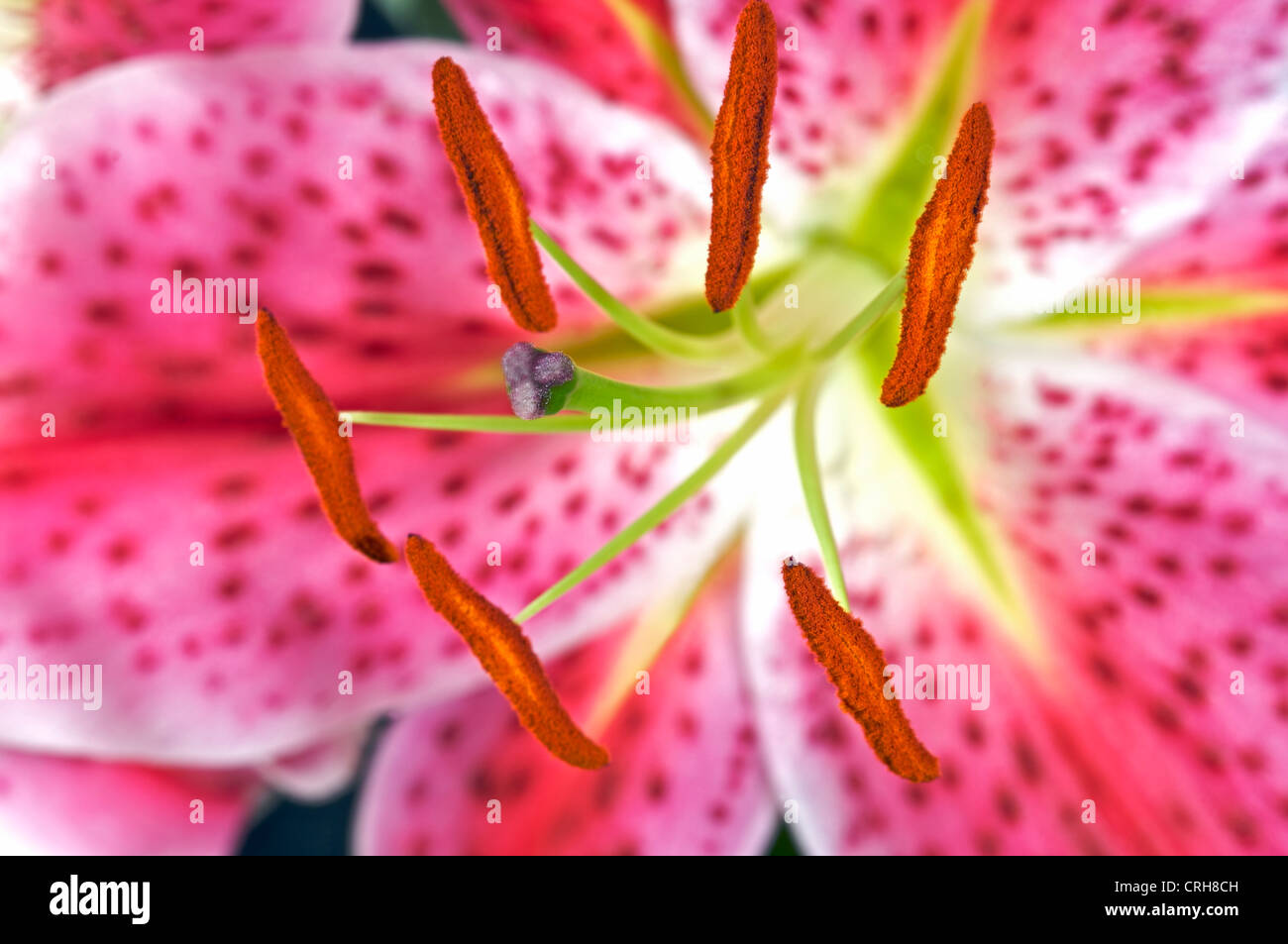 oriental Stargazer lily Stock Photo - Alamy