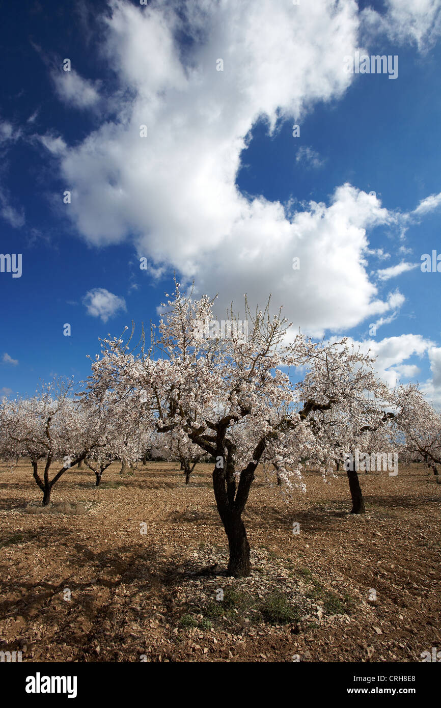 Almond trees with flowers in spring Stock Photo - Alamy