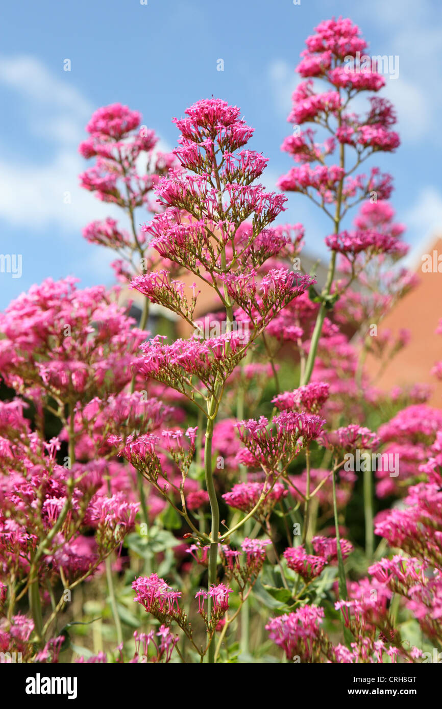Centranthus ruber, red Valerian, Jupiters Beard or Spur Valerian ...