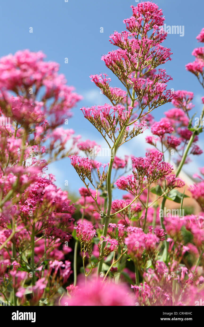 Centranthus ruber, red Valerian, Jupiters Beard or Spur Valerian ...