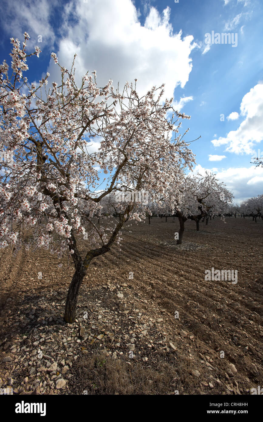 Almond trees with flowers in spring Stock Photo - Alamy