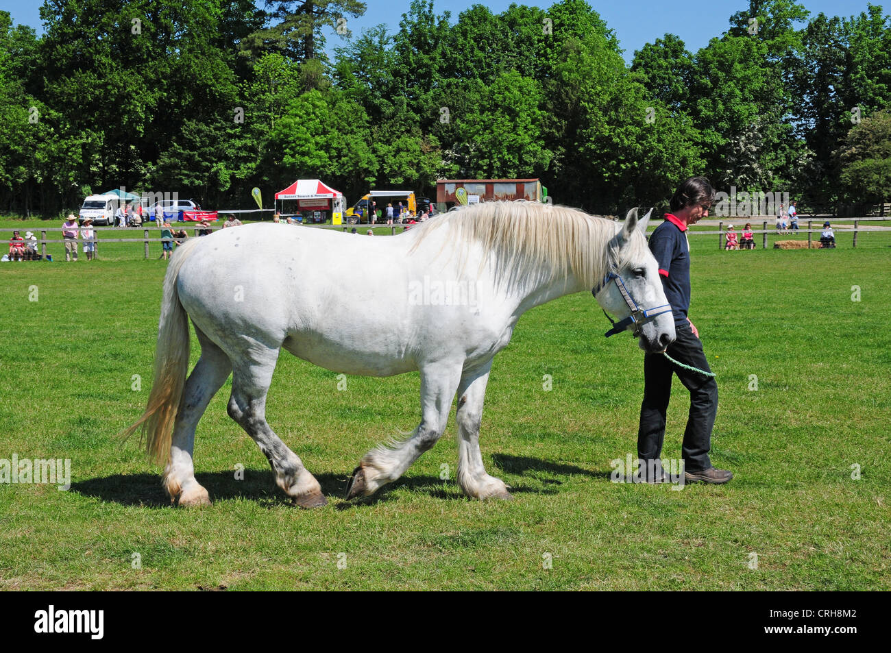 Percheron horse hi-res stock photography and images - Alamy