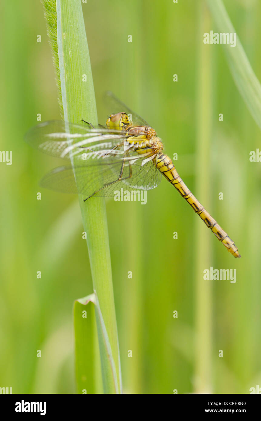 Common Darter dragonfly on reeds Stock Photo - Alamy