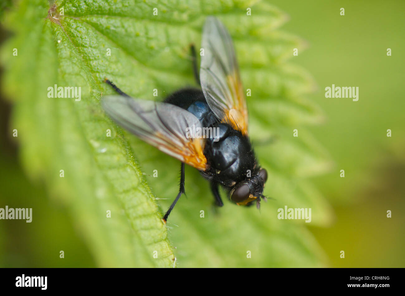 Unusual fly resting on leaf Stock Photo - Alamy